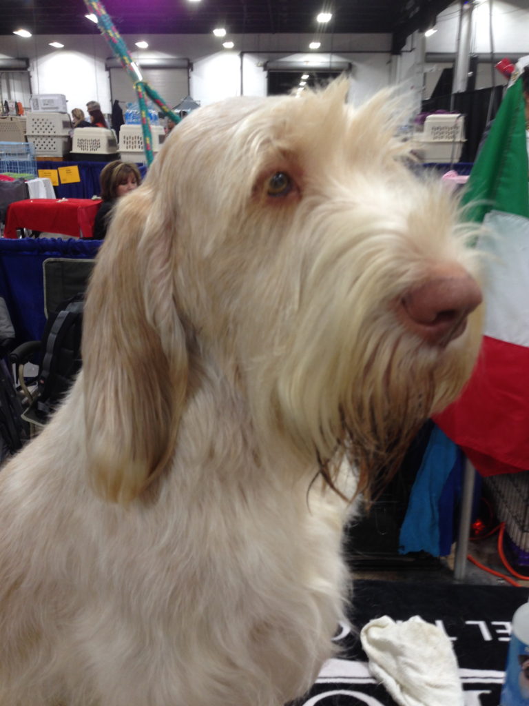 The Breed – Northeast Spinone Club Inc.